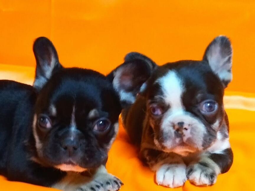 Цветные булочки детки