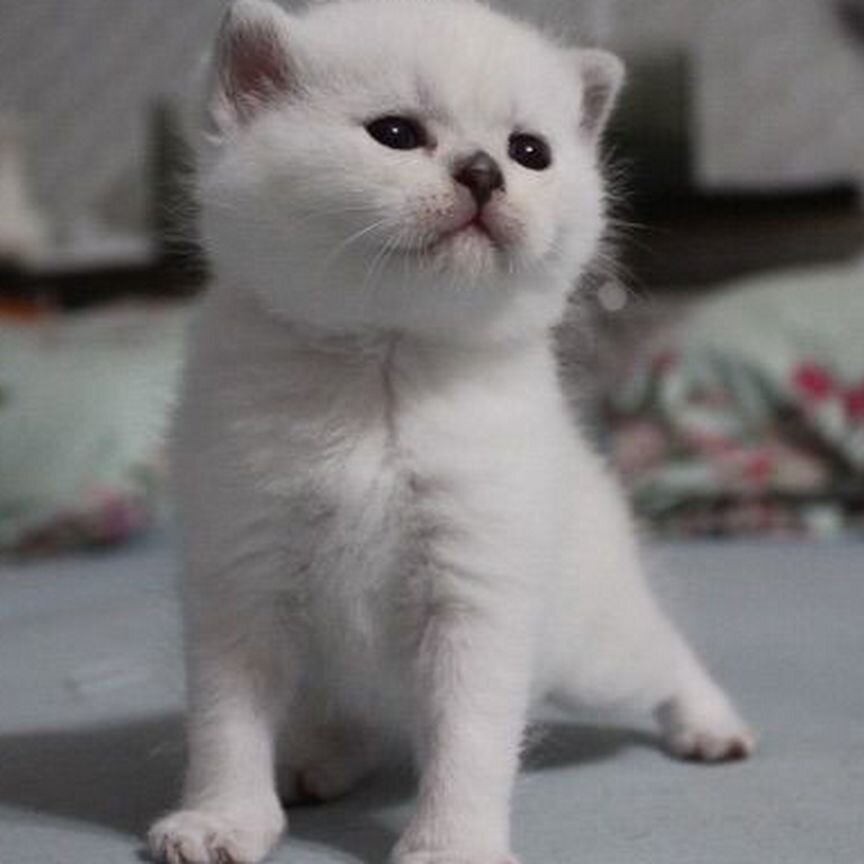Шотландский прямоухий короткошёрстный котёнок
