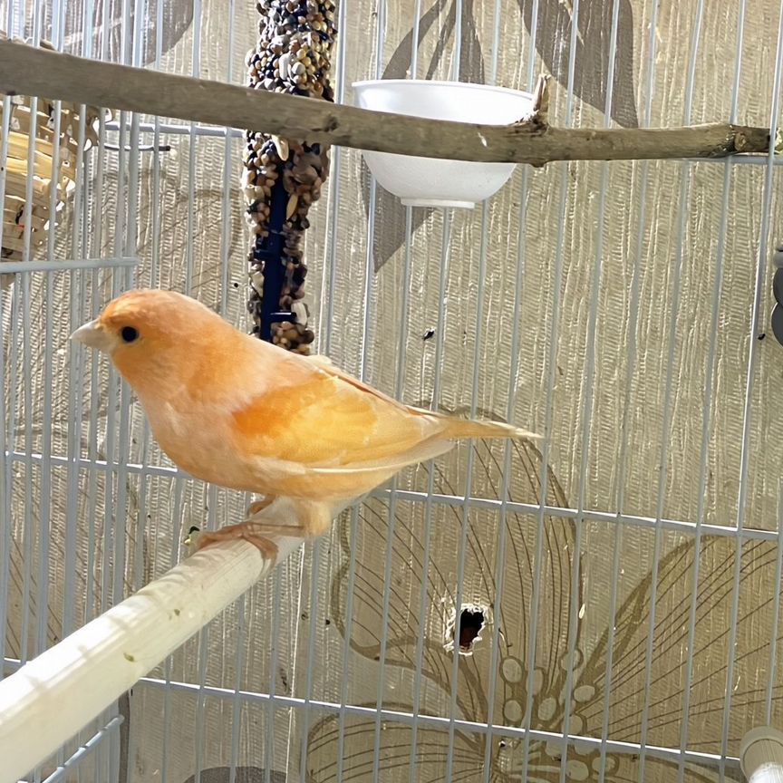 Кенарь поющий