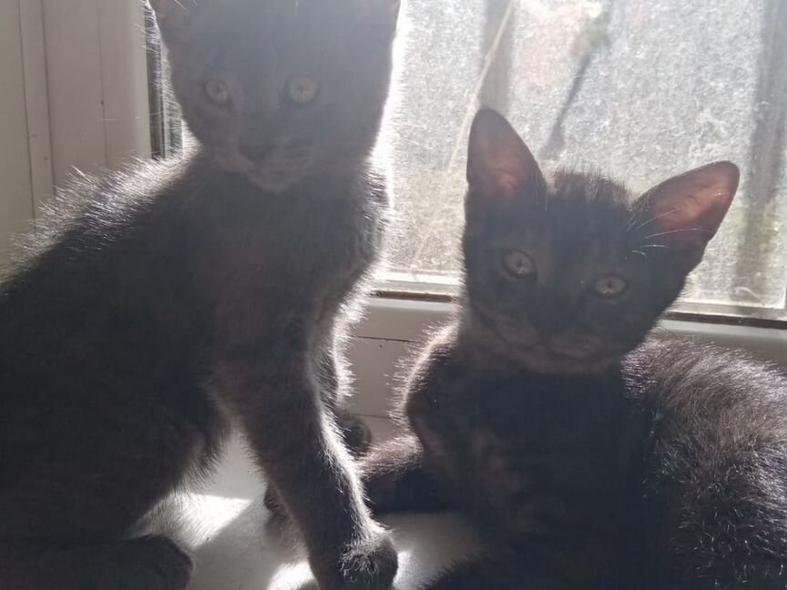 Котята. Порода митисы