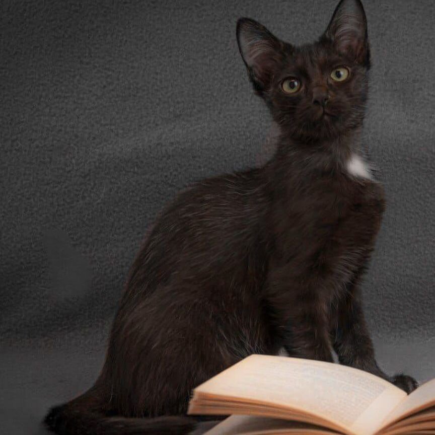 Котик Яша, 7 месяцев