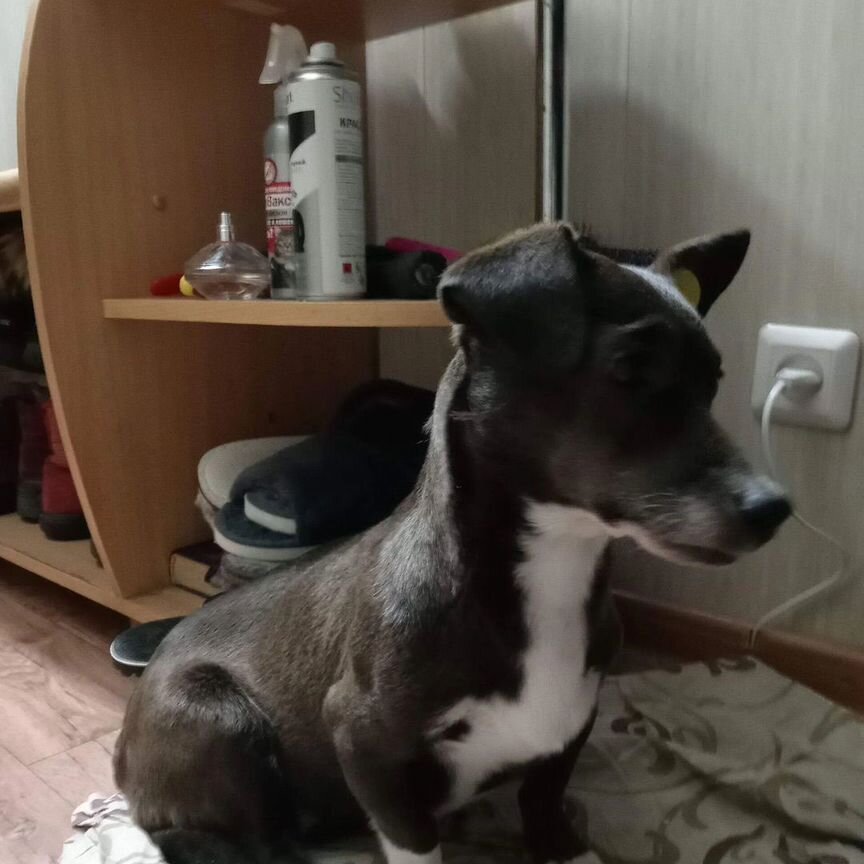 Собака в добрые руки отдам бесплатно