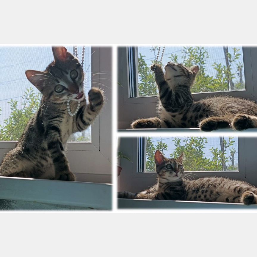 Котенок ищет дом