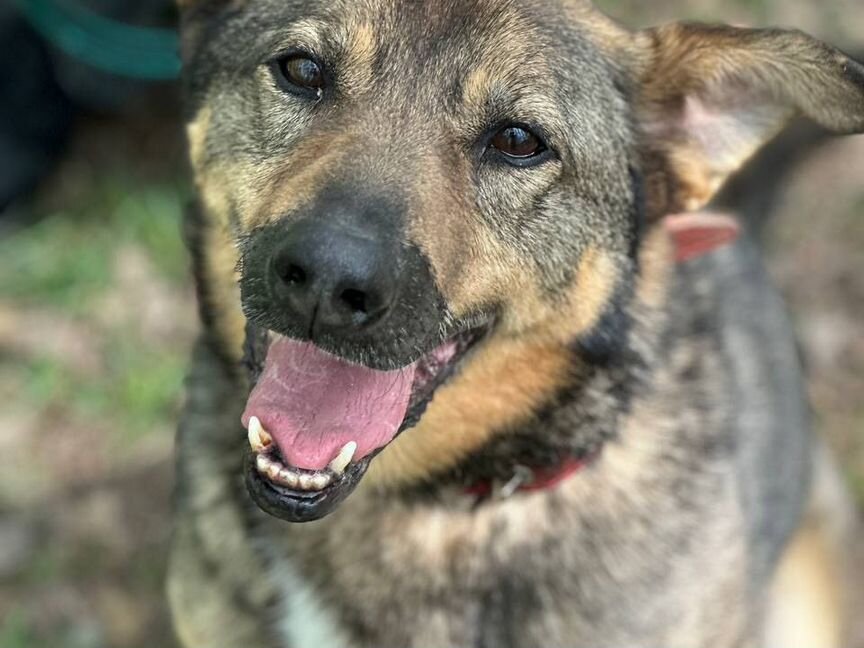 Собака в добрые руки