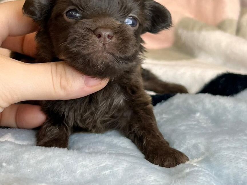 Шоколадные мальтипу к новому году
