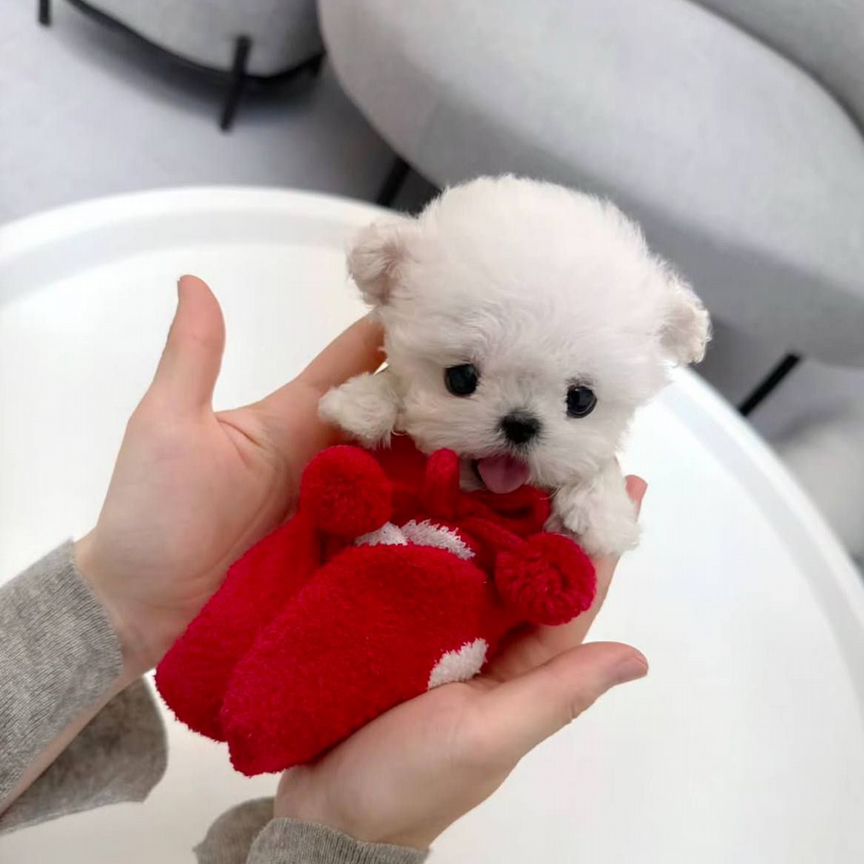 Ушастый крош