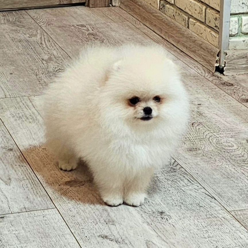 Пушистый малыш, 3 мес. РКФ