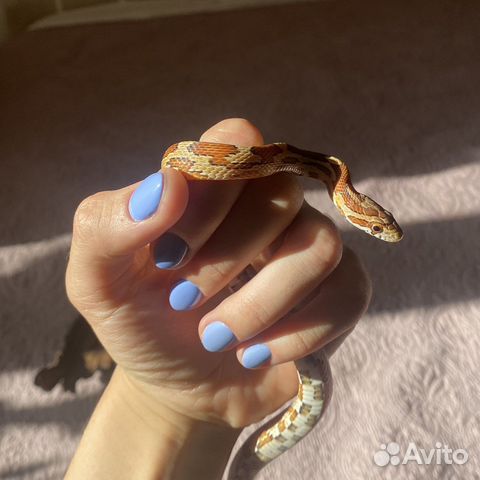 Змея Маисовый полоз окраса «нормал»