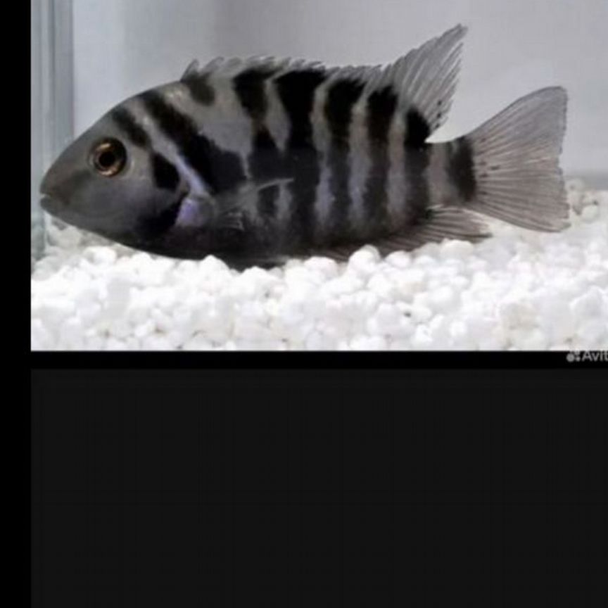 Цихлозома чернополосая