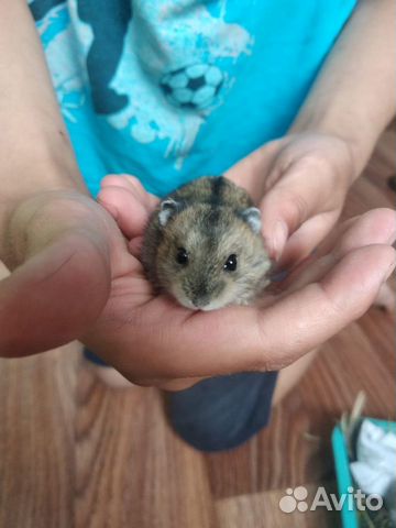 Хомячки джунгарики