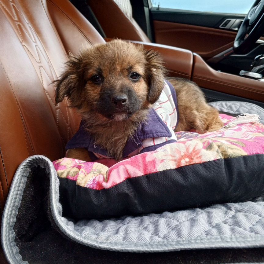 Отдам щенка от маленькой собачки