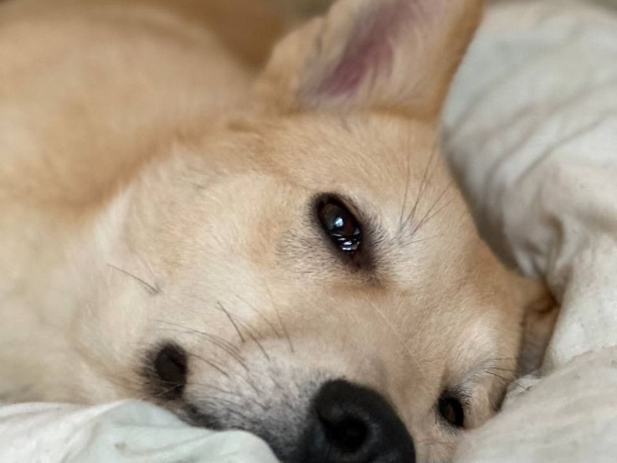 Персик собака в добрые руки