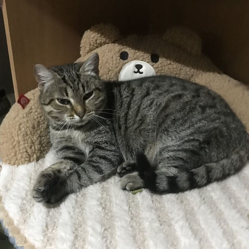 Взрослая, кошка в добрые руки