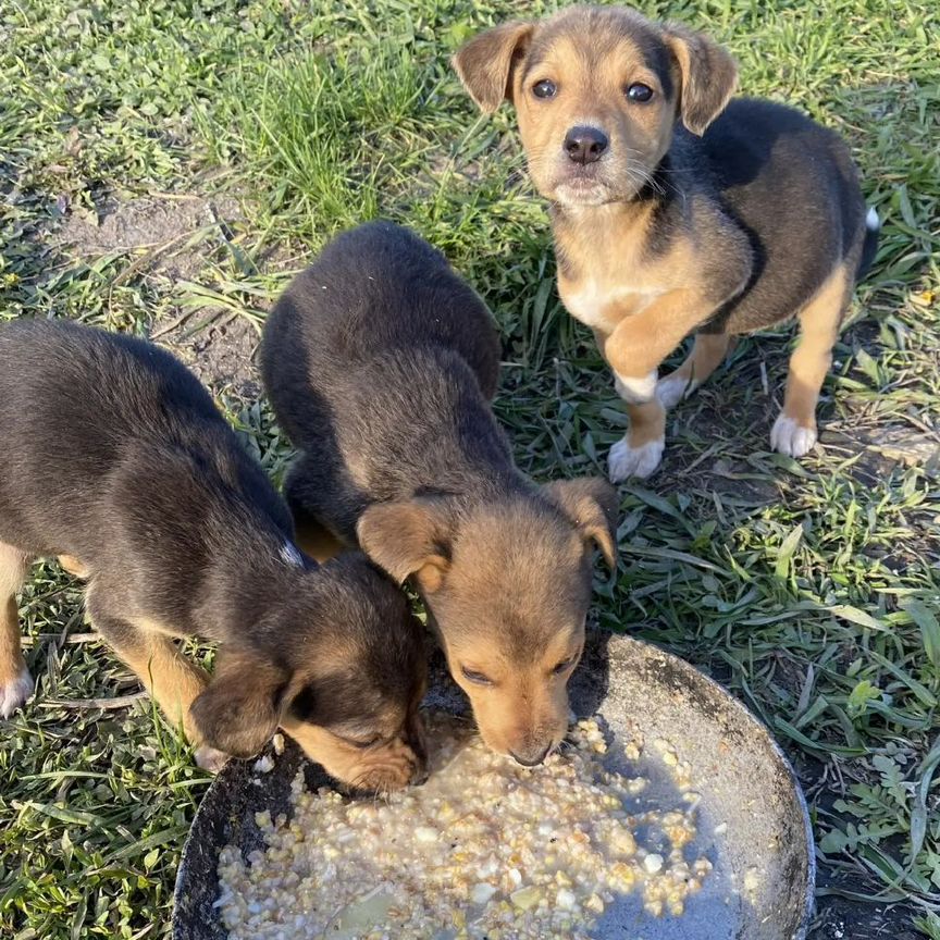 Русская гончая, щенок