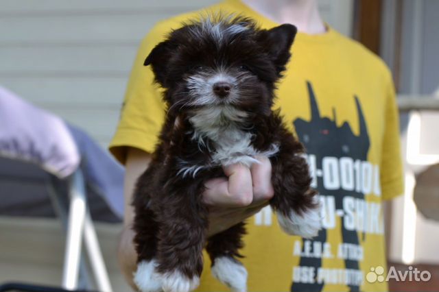 Шоколадное чудо