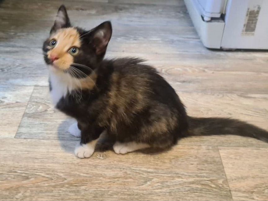 Котенок в опасности