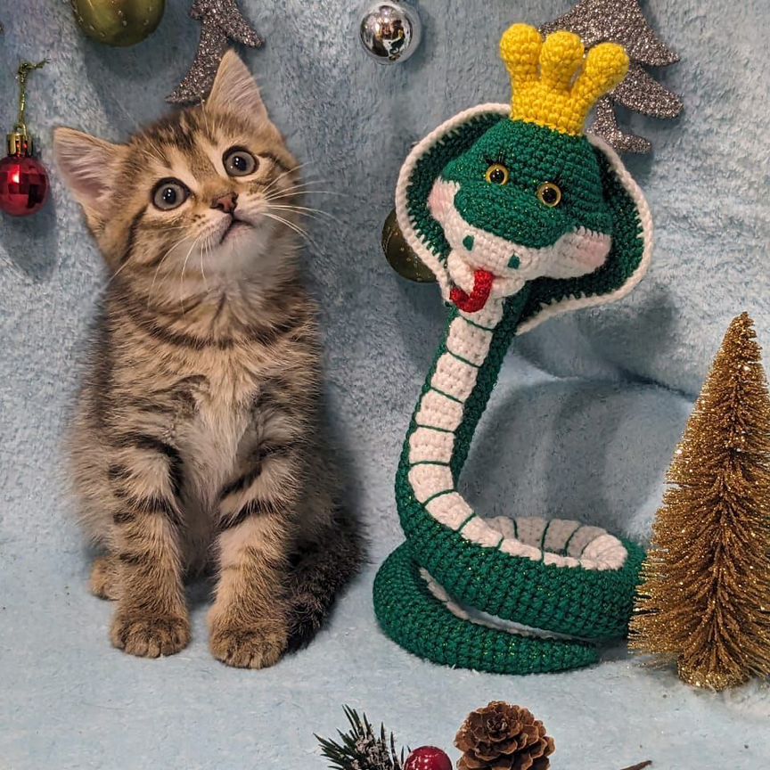 Кошки