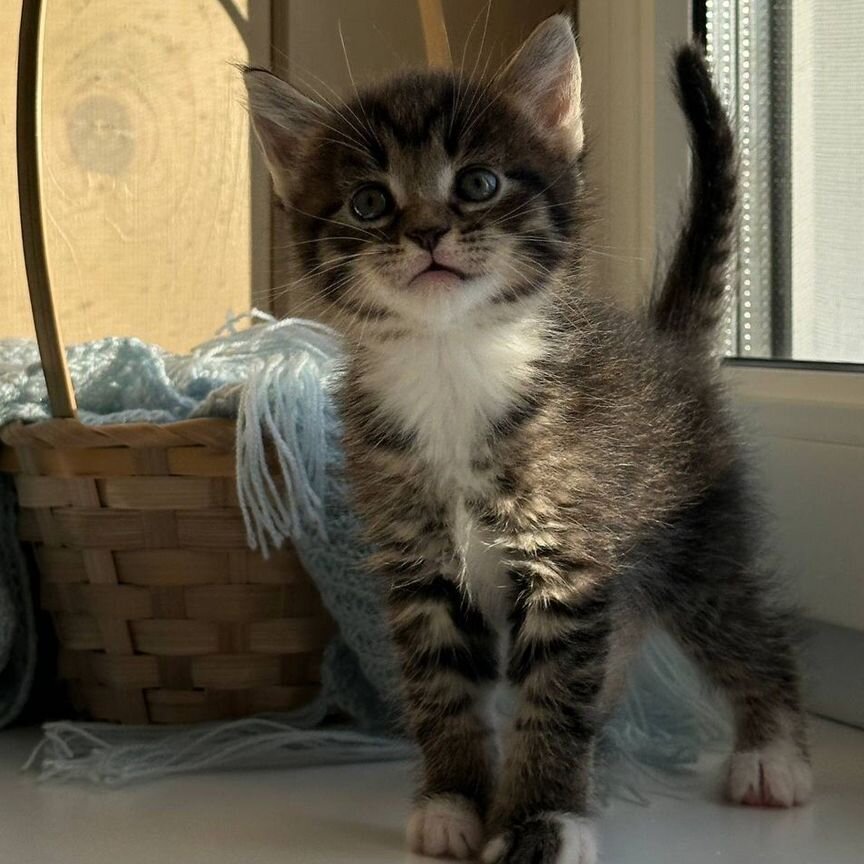 Котёнок в добрые руки