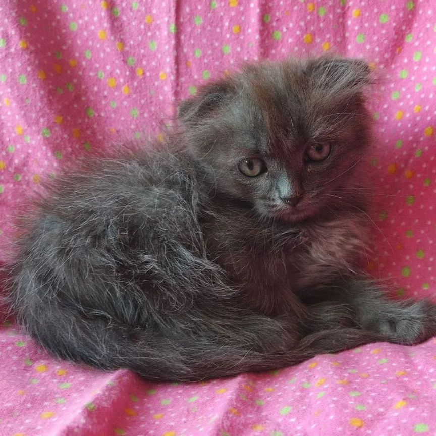 Шотландский вислоухий длинношёрстный котёнок