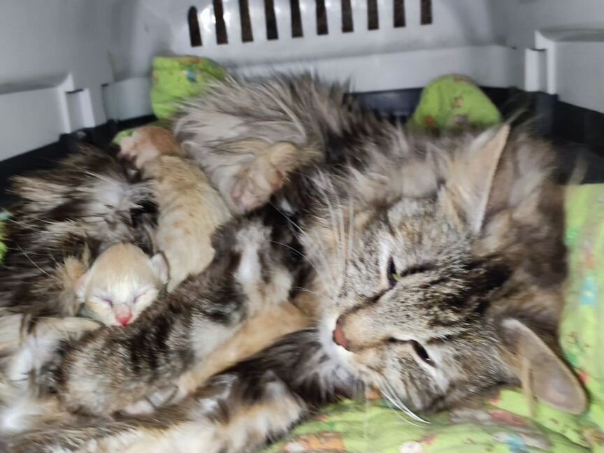 Курильский бобтейл