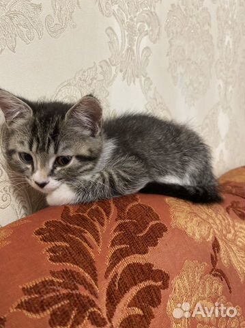 Отдам котенка в добрые руки