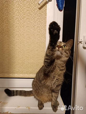 От сердца отрываю