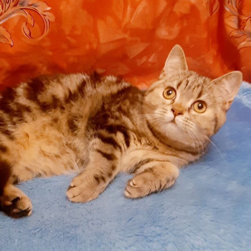 Шотландский прямоухий короткошёрстный котёнок