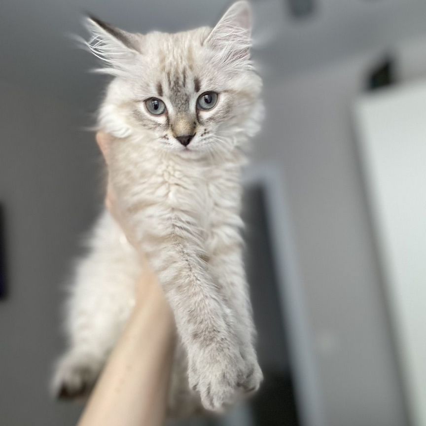 Котенок невский маскарадный