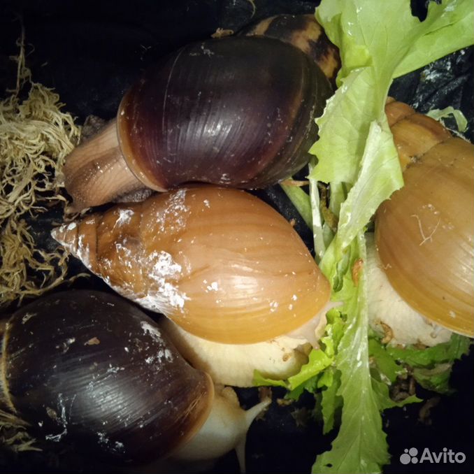 Улитки ахатины