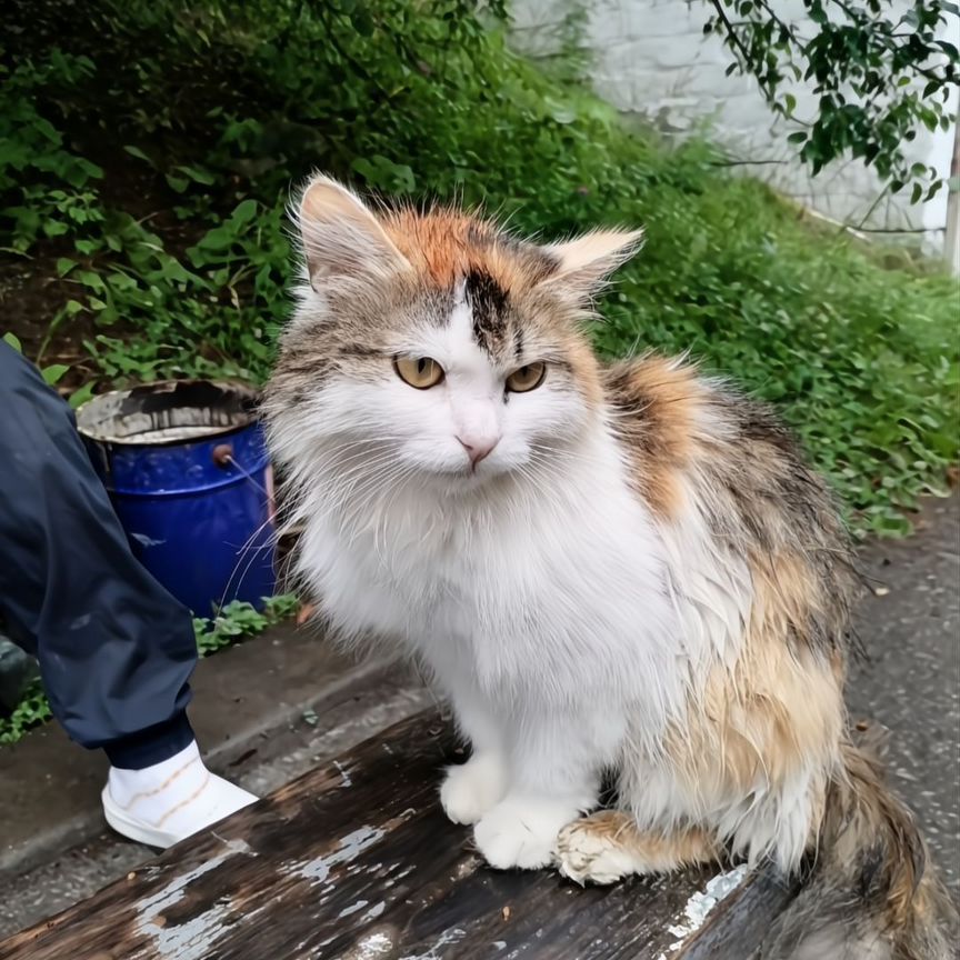 Взрослая, Девочка кошка в добрые руки