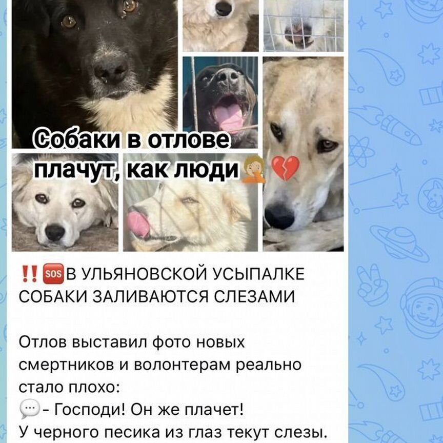 Взрослый пёс в добрые руки