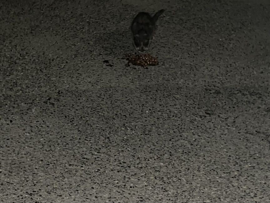 Котята в добрые руки бесплатно