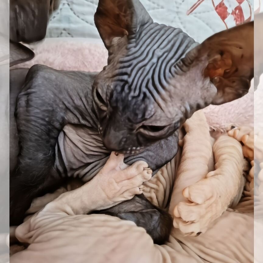 Донской сфинкс котёнок