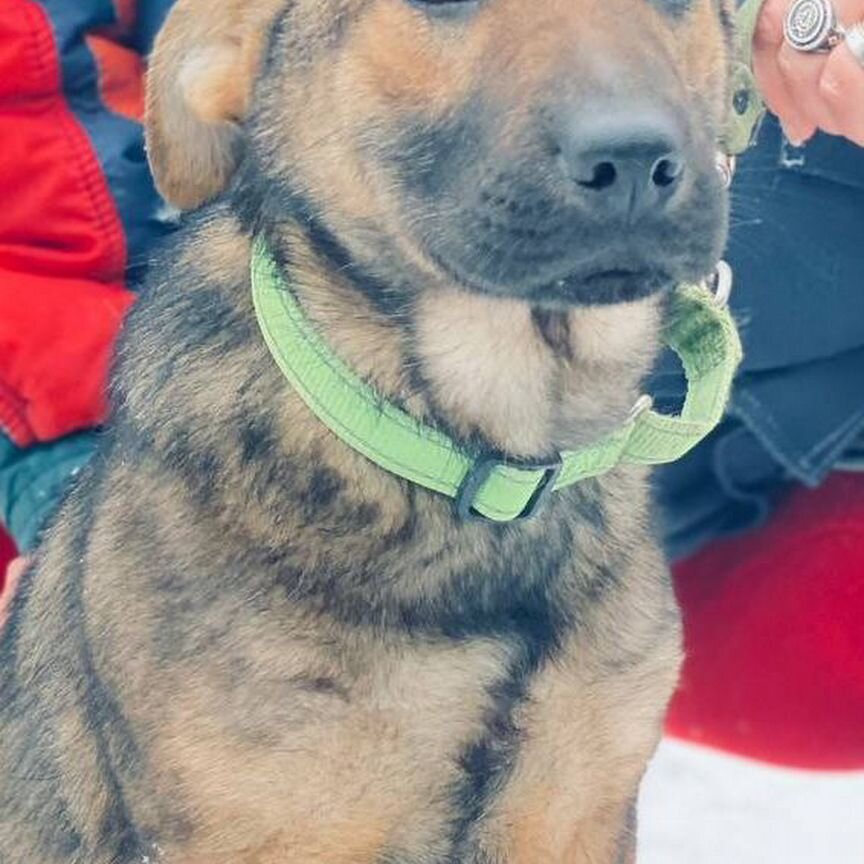 Щенок в добрые руки бесплатно