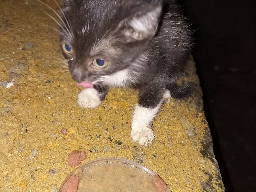 Котёнок ищет дом и добрые ручки