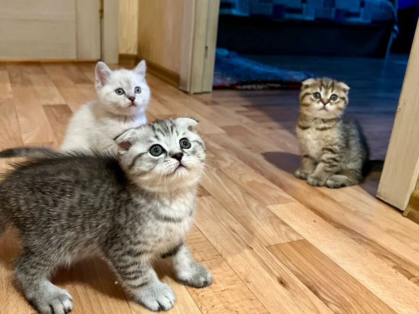 Кошки породистые вислоухие