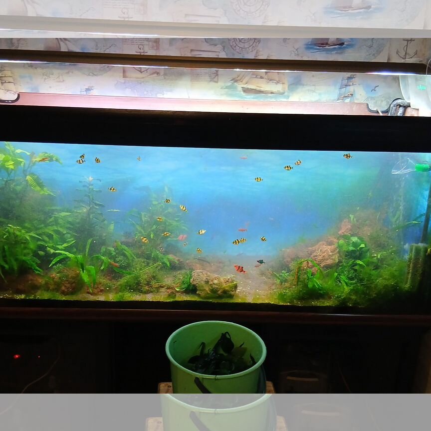 Отдам ведро аквариумных растений