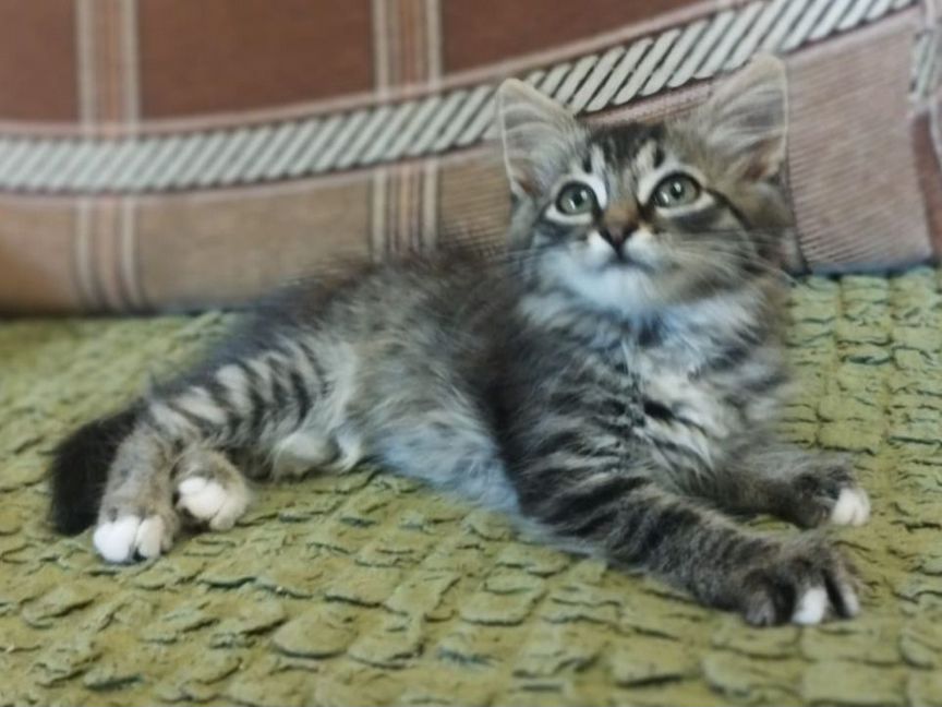 Сибирский котенок