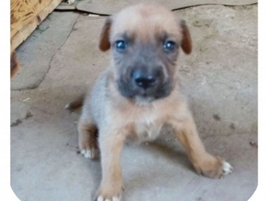 Отдам бесплатно щенков метисов