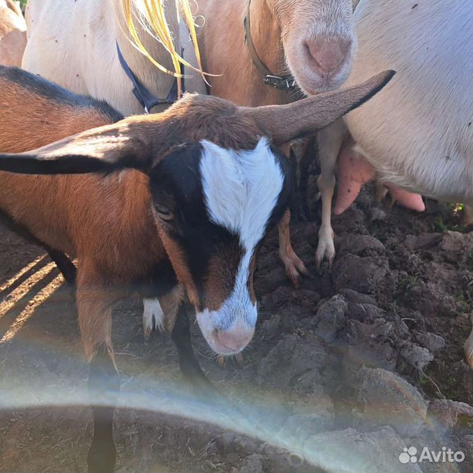 Козочки 22 и 23 г.р.продает козья ферма