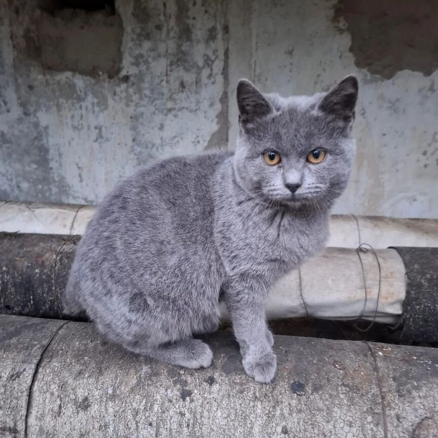 Котенок 4-5 мес, девочка голубая