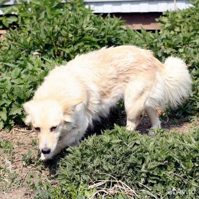 Сладкая Зефирка