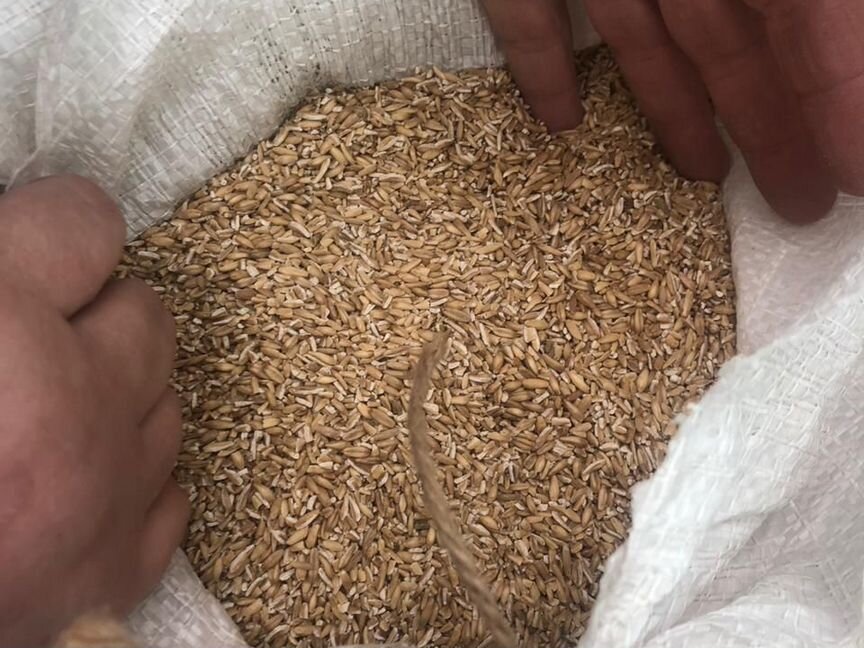 Зерно дробленое