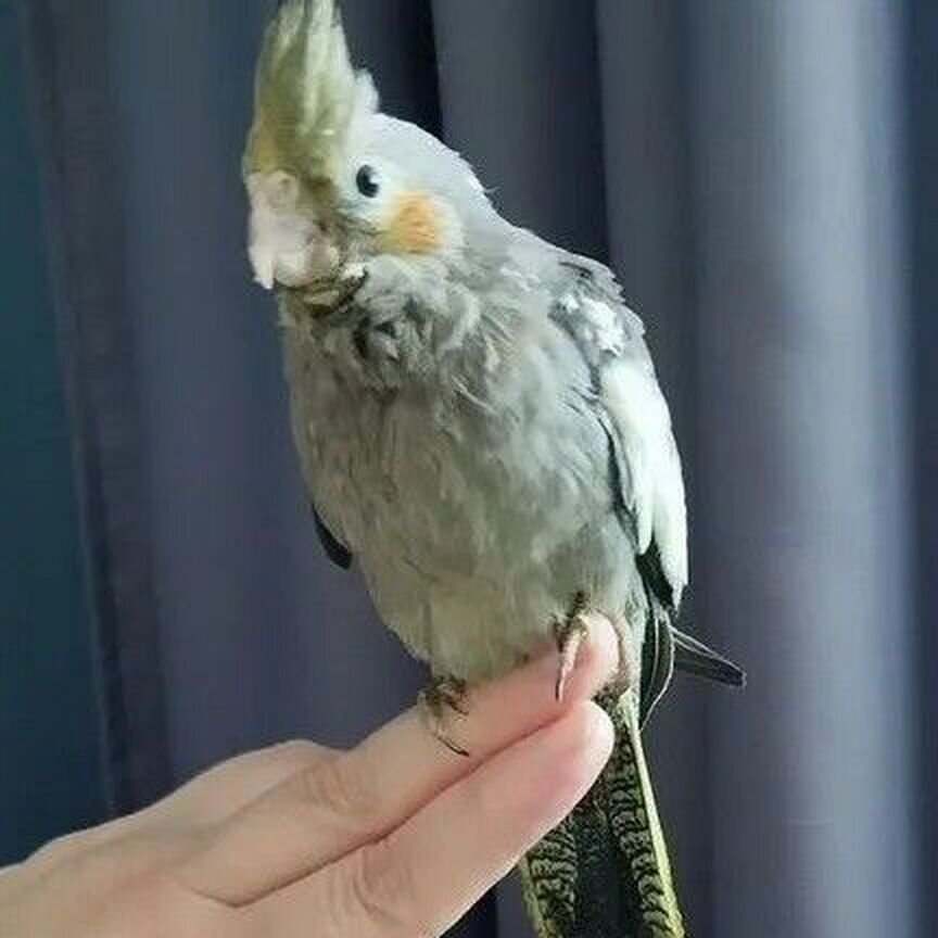 Попугай корелла птенец ручной