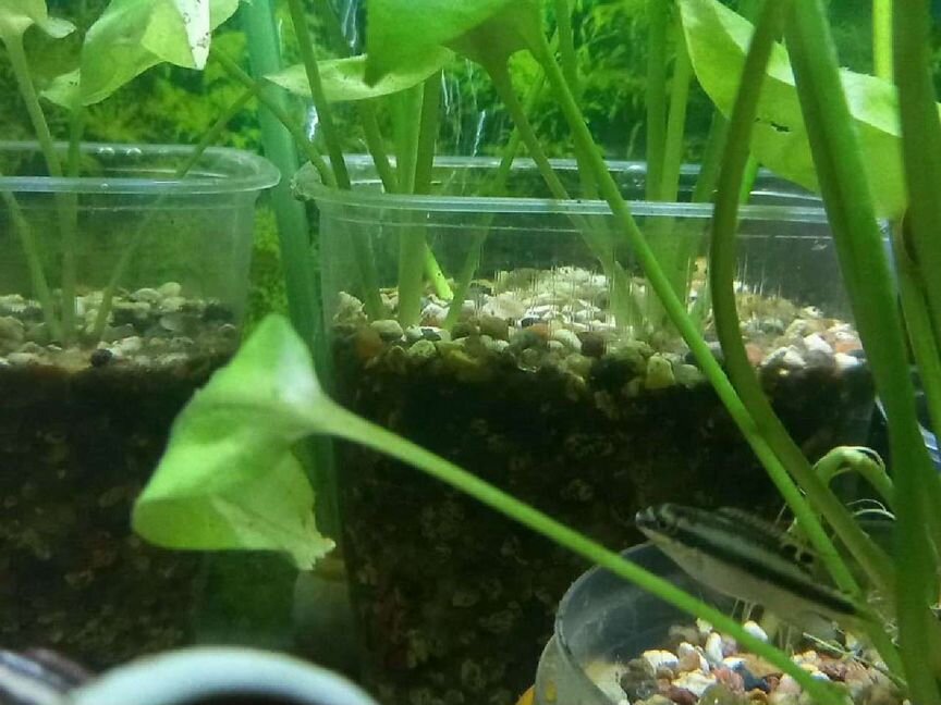 Пельвикахромисы Пульхера(подростки)