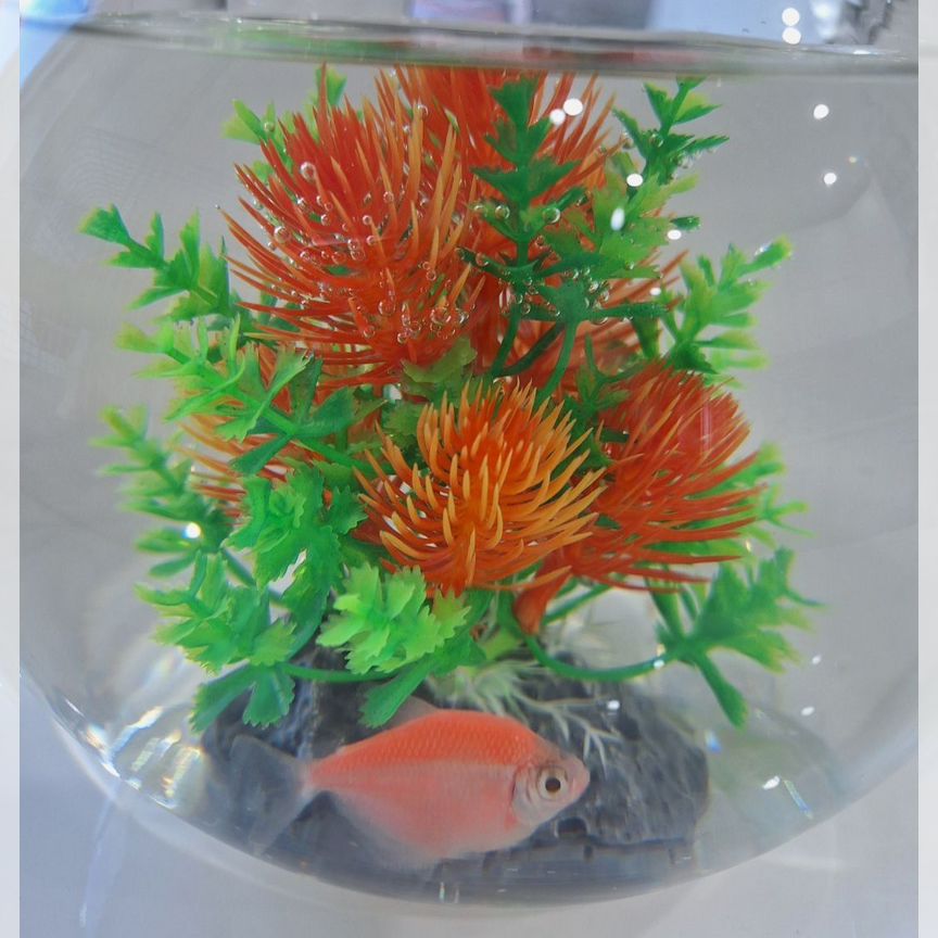 Рыбка в аквариуме