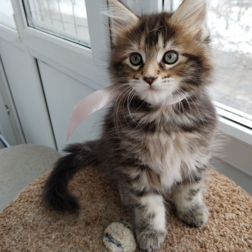 Мейн-кун котёнок