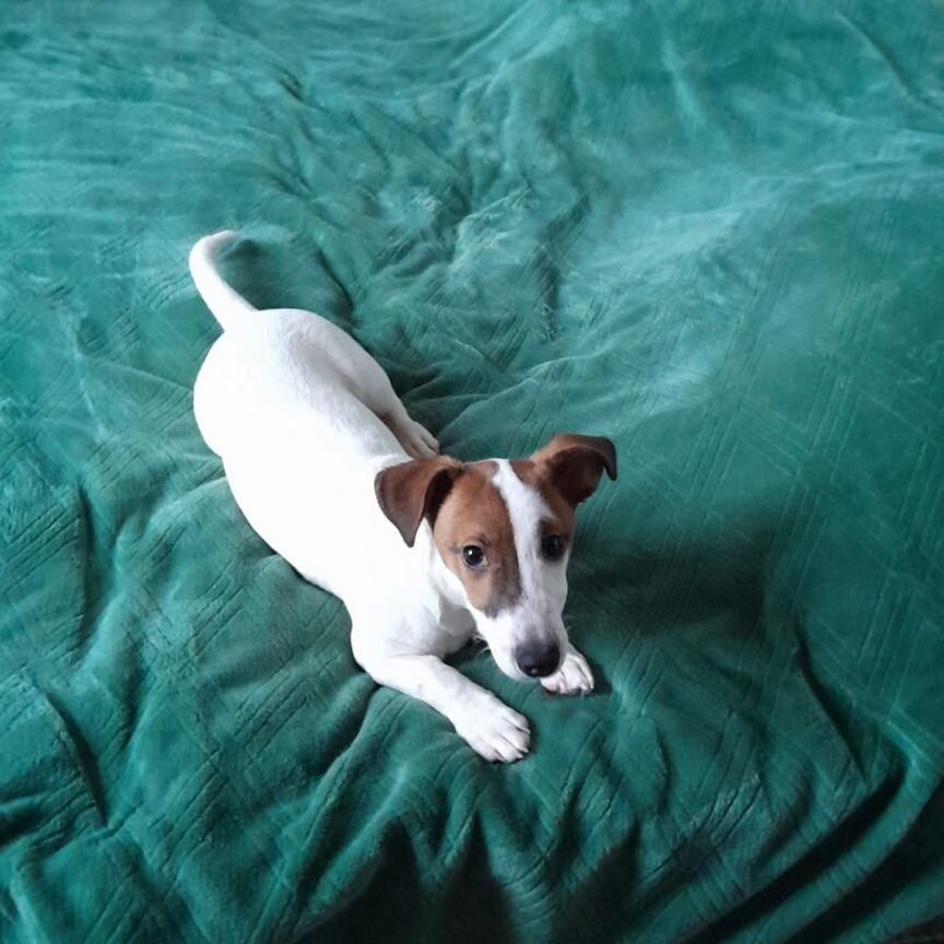 Джек рассел терьер