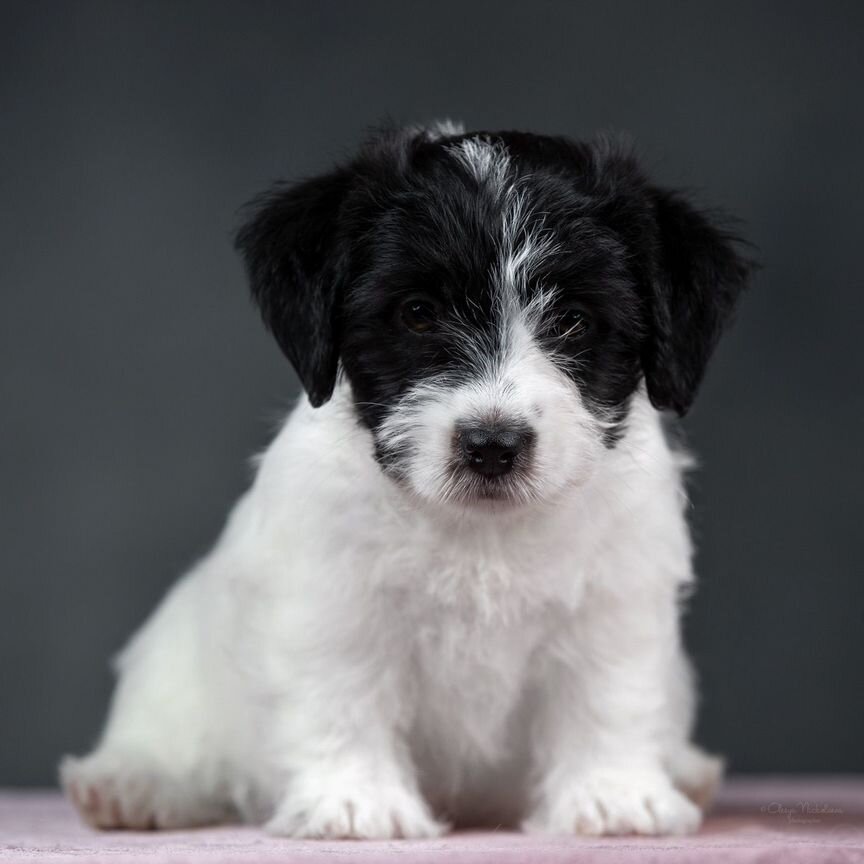 Щенки джек рассел терьер жесткошерстный