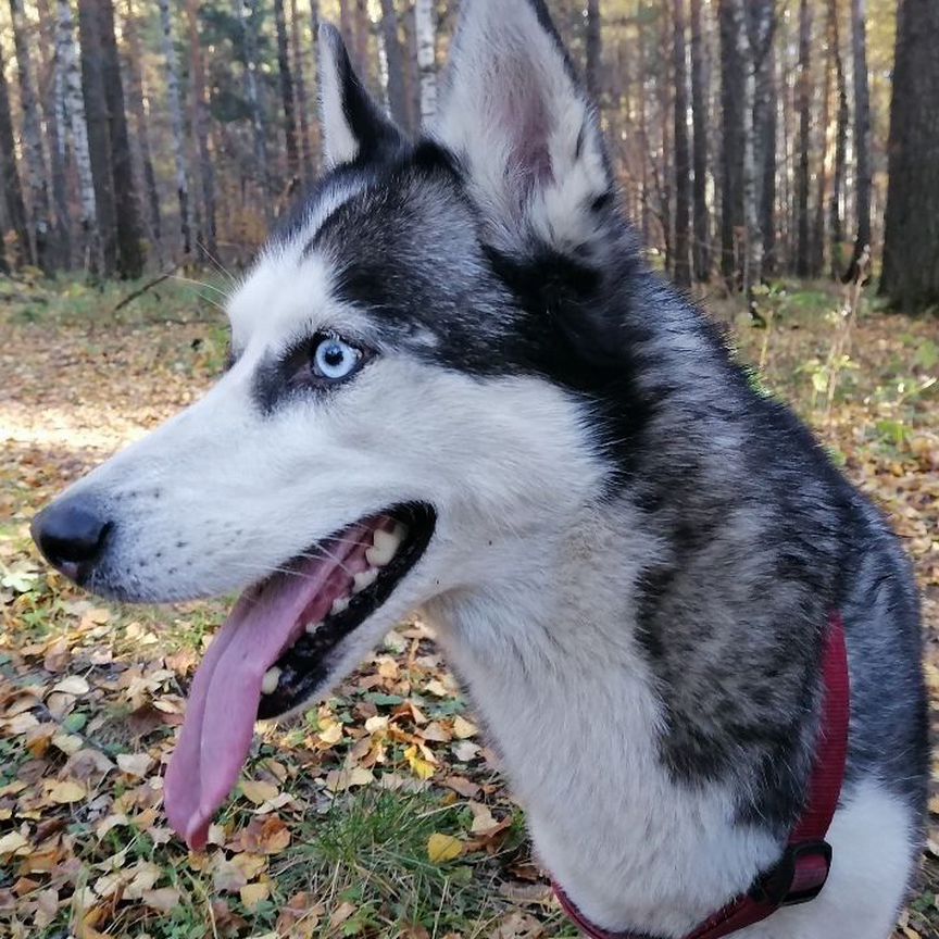 Сибирский хаски, взрослая собака